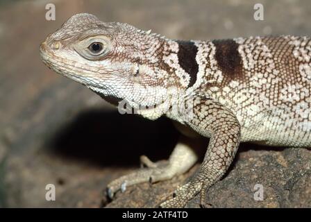 Collared iguanid lizard (Oplurus cuvieri), Kirindy, Madagascar Stock ...