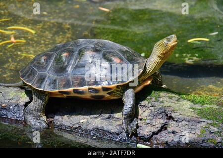 Chinese stripe-necked turtle (Ocadia sinensis), also known as the Stock ...