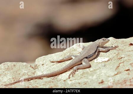 Peru Pacific Iguana (Microlophus peruvianus Stock Photo - Alamy