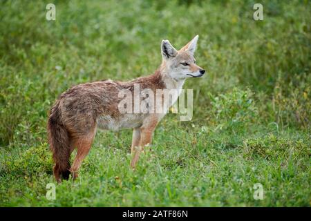 African Golden Wolf (Canis anthus bea) adult, feeding on carcass, Shaba ...