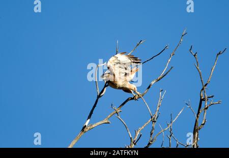 Red-tailed hawk taking off from nest Buteo jamaicensis Arizona - USA ...