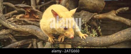 Golden Brushtail Possum, Tasmania, Australia Stock Photo - Alamy