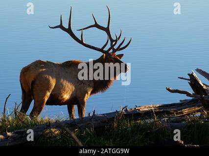 Elk in meadow by Yellowstone Lake with mountain backdrop Stock Photo ...