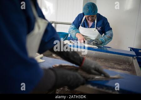 Filleting cod fish in the Sustainable Seafoods Peterhead Ltd. fish ...