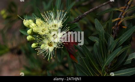 Xanthostemon verticillatus is a species of trees from the plant family ...