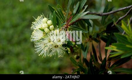 Xanthostemon verticillatus is a species of trees from the plant family ...