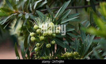 Xanthostemon verticillatus is a species of trees from the plant family ...