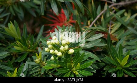 Xanthostemon verticillatus is a species of trees from the plant family ...