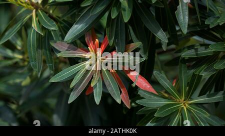 Xanthostemon verticillatus is a species of trees from the plant family ...