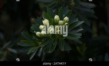 Xanthostemon verticillatus is a species of trees from the plant family ...