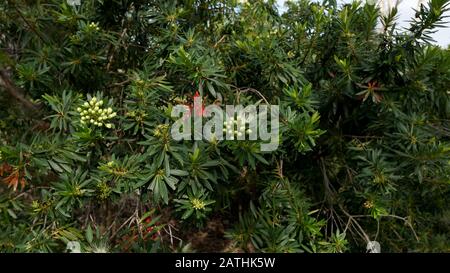 Xanthostemon verticillatus is a species of trees from the plant family ...