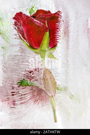 Ice sculpture with red roses Stock Photo - Alamy