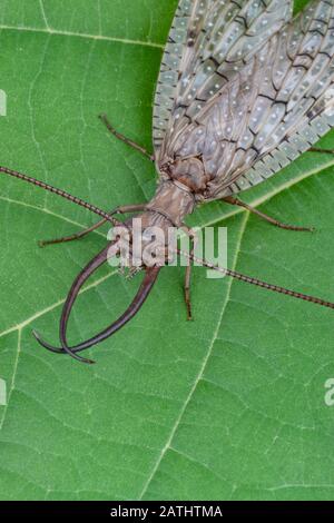 Eastern Dobsonfly Hellgrammite - Corydalus cornutus Stock Photo - Alamy