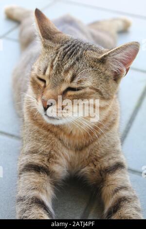 Stretched cat relaxing on the balcony Stock Photo - Alamy
