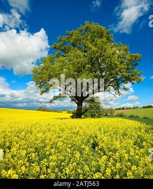 Solitary oak tree (Quercus) in autumn, field with rape winter seed ...