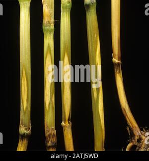 Sharp eyespot (Ceratobasidium cereale) lesions on wheat stem Stock ...