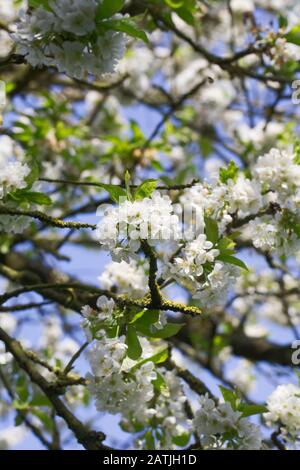 Spring blossom of sweet cherry trees, fruit orchards in Betuwe ...