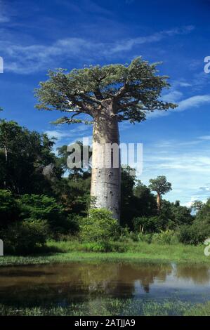 Single Grandidier's Baobab Tree, Adansonia grandidieri, Silhouetted at ...