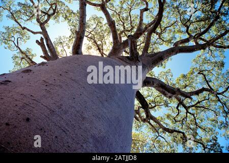 The bulbous trunk of a baobab tree (Adansonia digitata) frames the full ...