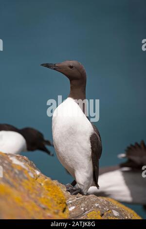 standing Common Guillemot Stock Photo - Alamy