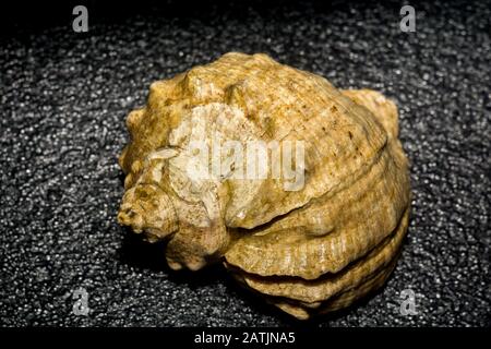 Natural big decorative brown seashell, close up photo Stock Photo - Alamy