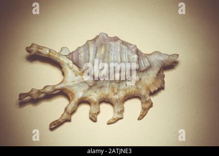 Big spiny seashell of white and brown color, close up Stock Photo - Alamy