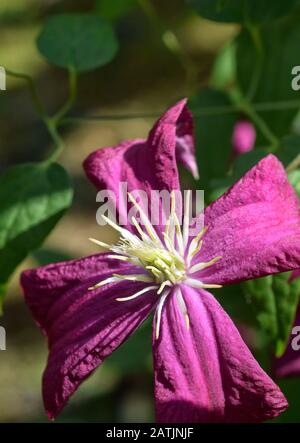Closeup single mauve clematis flower Cotswolds UK Stock Photo - Alamy