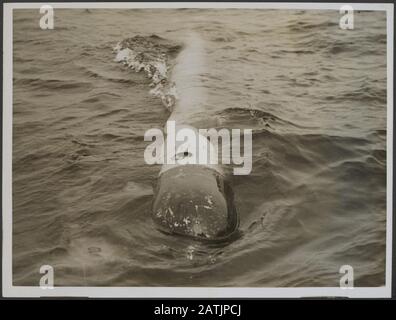 British torpedo coming to surface at the end of its run. Collection of ...