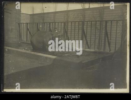 Description: Bathing elephants in a zoo Date: {1914-1918} Keywords ...