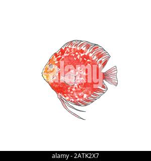 The pencil drawing aquarium fish on old paper Stock Photo - Alamy