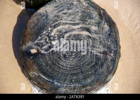 Top view of groynes on the Baltic Sea with algae on a sunny day Stock ...