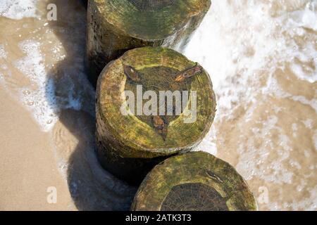 Top view of groynes on the Baltic Sea with algae on a sunny day Stock ...