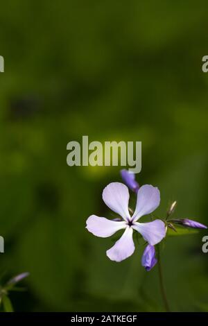 Background of purple flowers Phlox in spring. Floral backdrop Stock ...