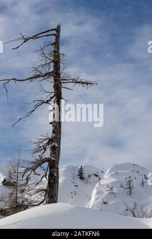 Plateau Komna winter time Bohinj Stock Photo - Alamy