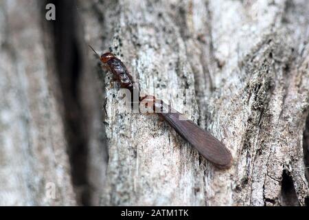 Drywood termite (Kalotermes brouni Stock Photo - Alamy