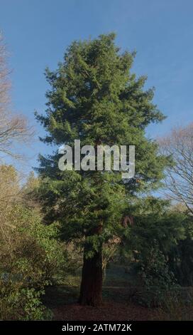 evergreen sequoia sempervirens tree with new shoots and cones in early ...