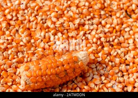 Corn or Maize for processing into fodder Stock Photo - Alamy