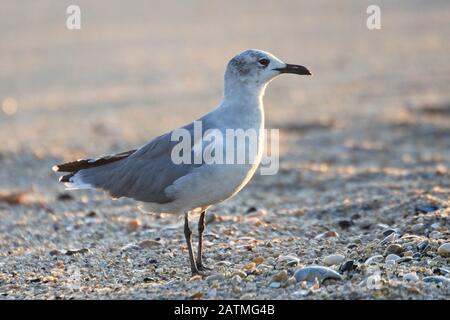 Laughing Gull in winter plumage resting on a beach Stock Photo - Alamy
