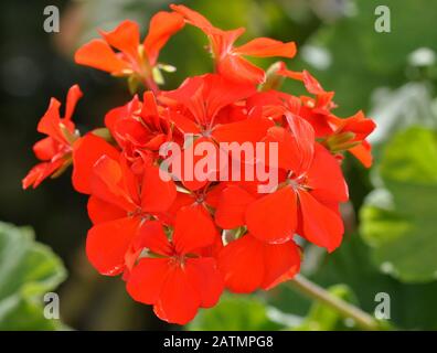 Pelargonium flower, close up. Red pelargonium, pelargonium plant.Flower ...
