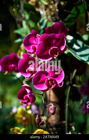 Violets growing around trees in the park Stock Photo - Alamy