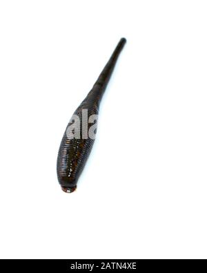 Medicinal leeches isolated on white, top view Stock Photo - Alamy