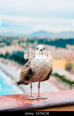 Sea Gull perched against nice background Stock Photo - Alamy
