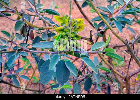 Australia, green birdflower aka regal birdflower Stock Photo - Alamy