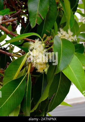 Australia, flowering box shrub tree Stock Photo - Alamy