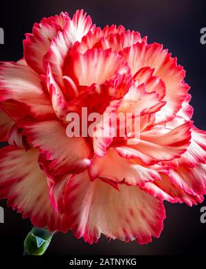 Pink carnation flower closeup on white Stock Photo - Alamy