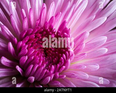 Pink aster flower head closeup isolated on white background Stock Photo ...