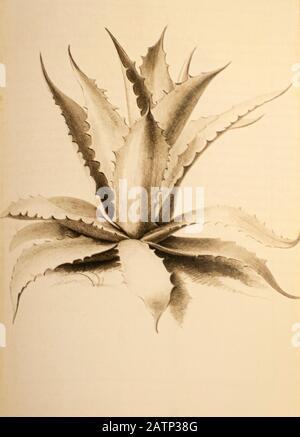 Vintage Botanical illustration. 18th-Century Botanical Chart: Linnaean ...