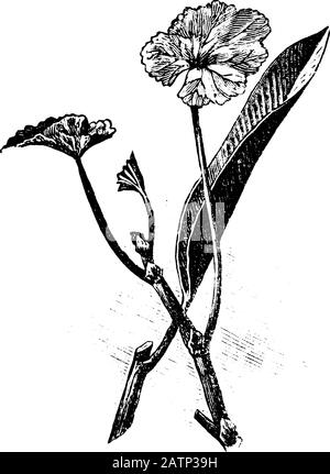 Cloning of plants, cutting and propagation vector Stock Vector Image ...