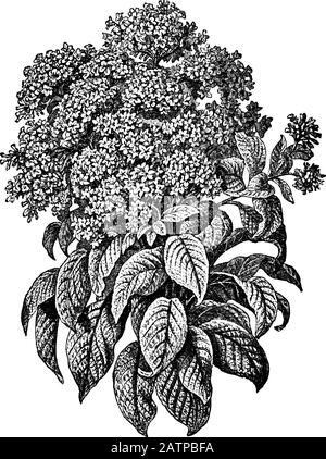 Home grown plants, illustration, vector on a white background Stock ...