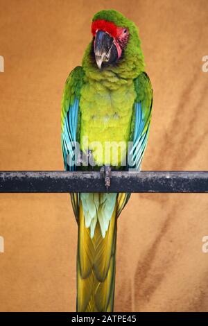 Buffon's macaw or the great military macaw, Bechsteinara, Große ...